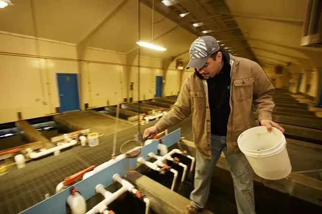 Spokane Tribe Fish Hatchery | Spokane | The Pacific Northwest Inlander ...